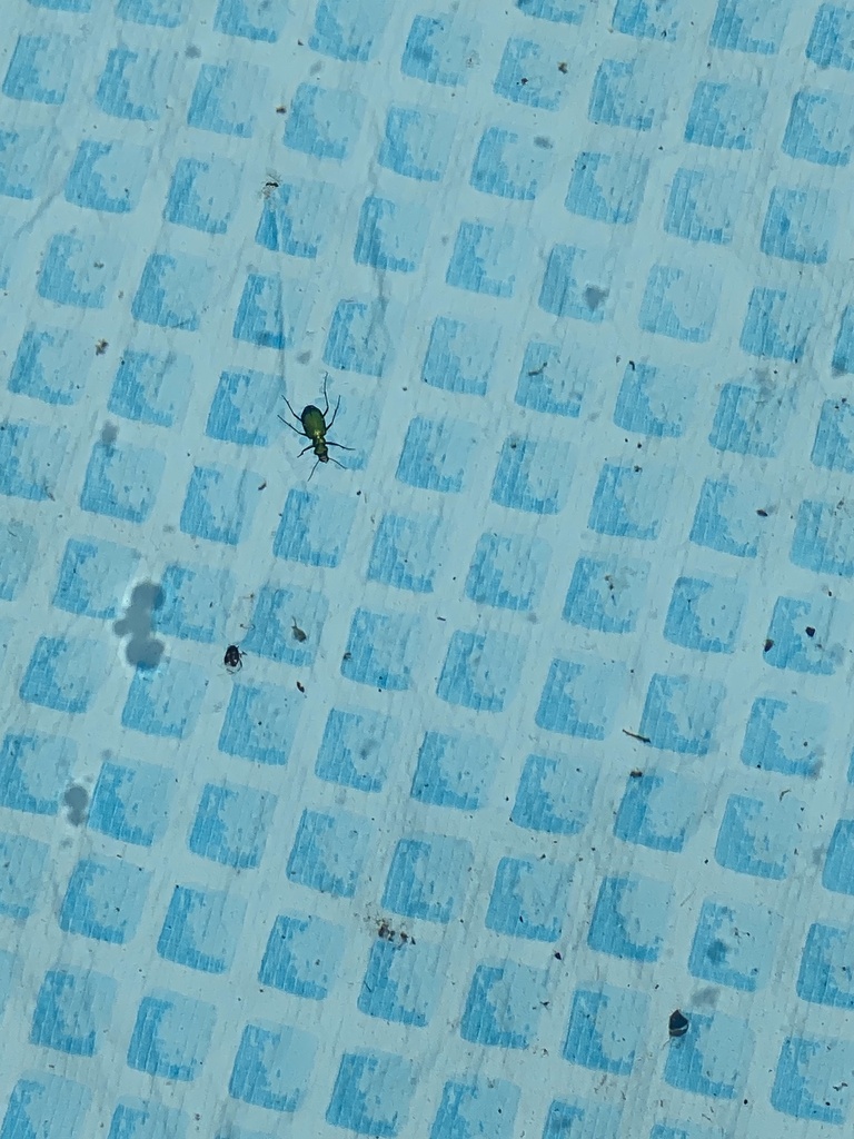 Six-spotted Tiger Beetle from Button Shop Rd, Newtown, CT, US on June ...