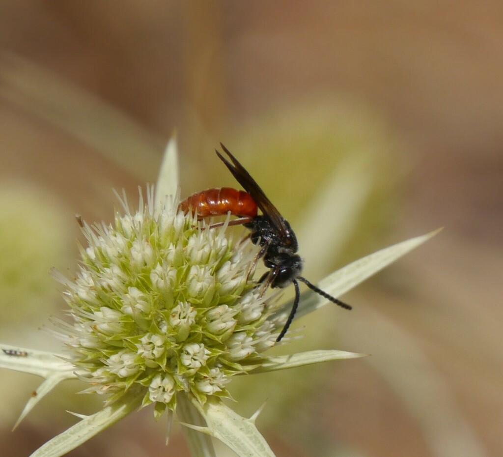 Sphecodes rubripes from Son Espanyol, Palma, Islas Baleares, España on ...