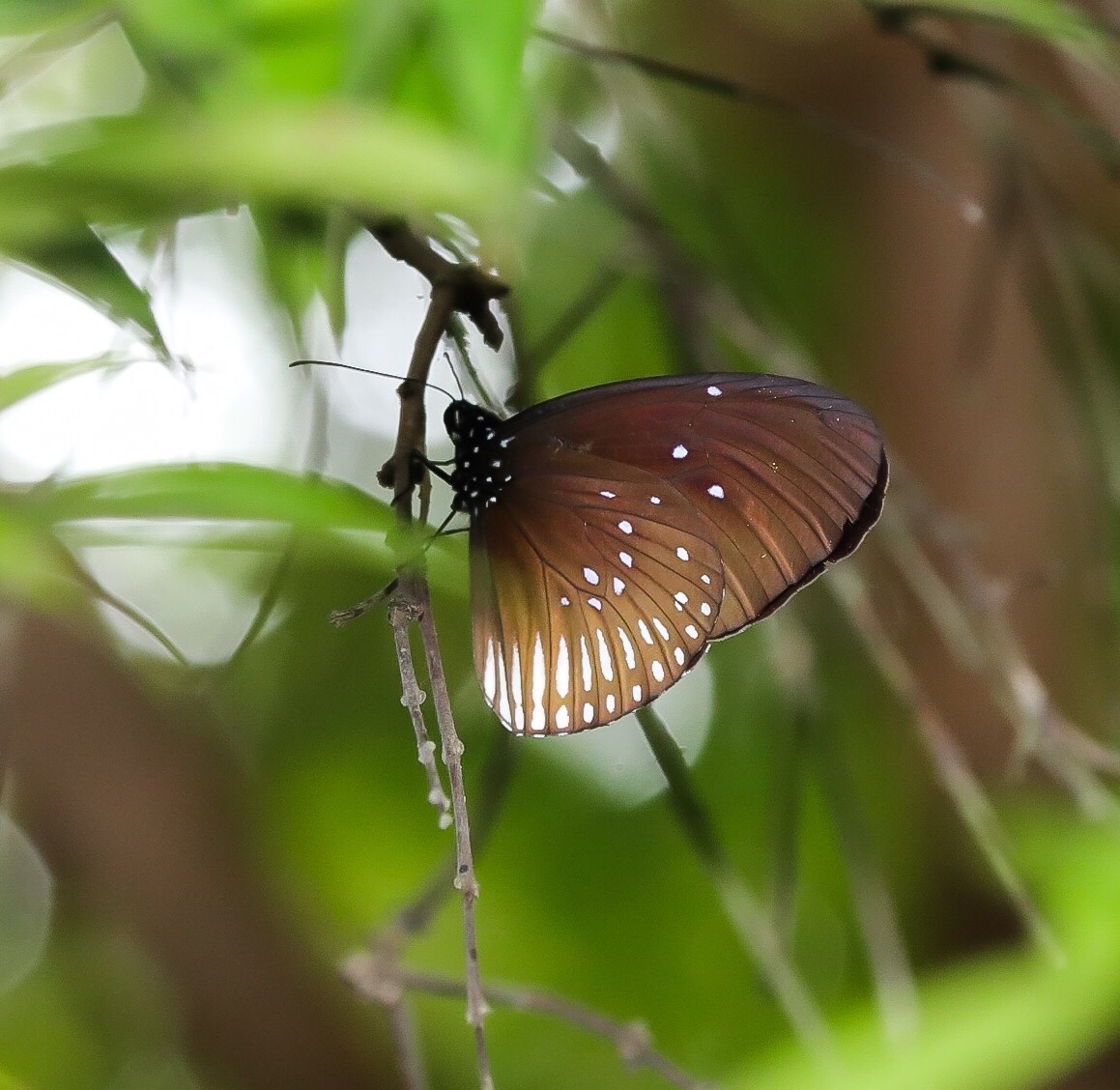 Euploea eyndhovii C.Felder & R.Felder