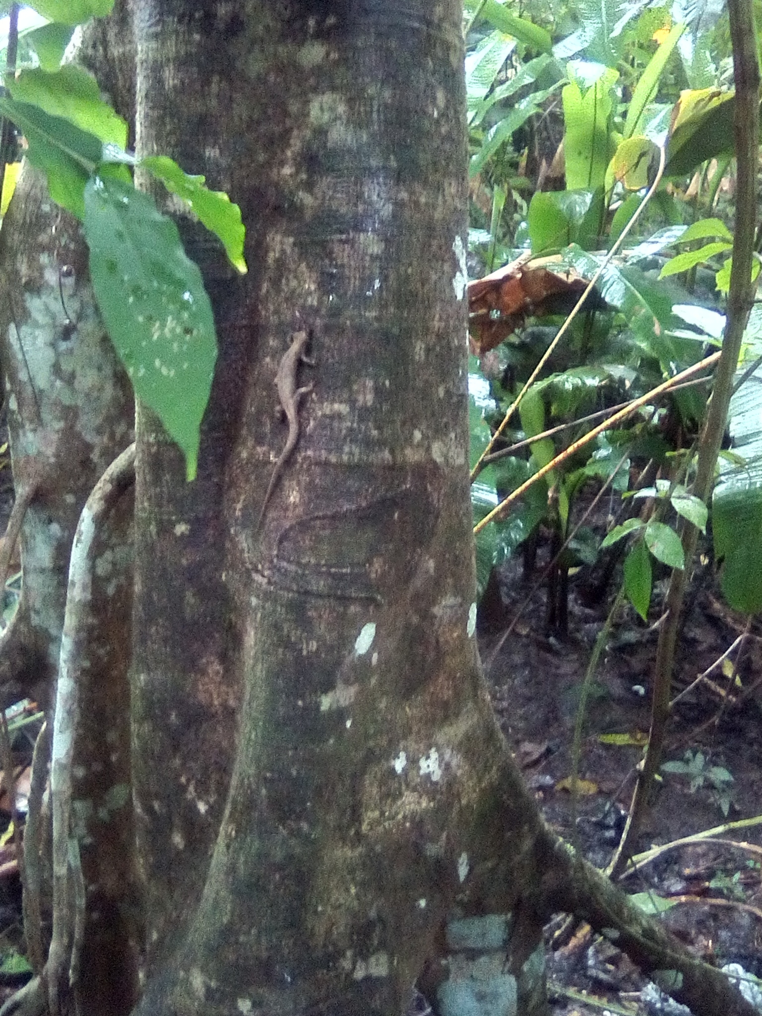 Lepidophyma reticulatum Taylor, 1955