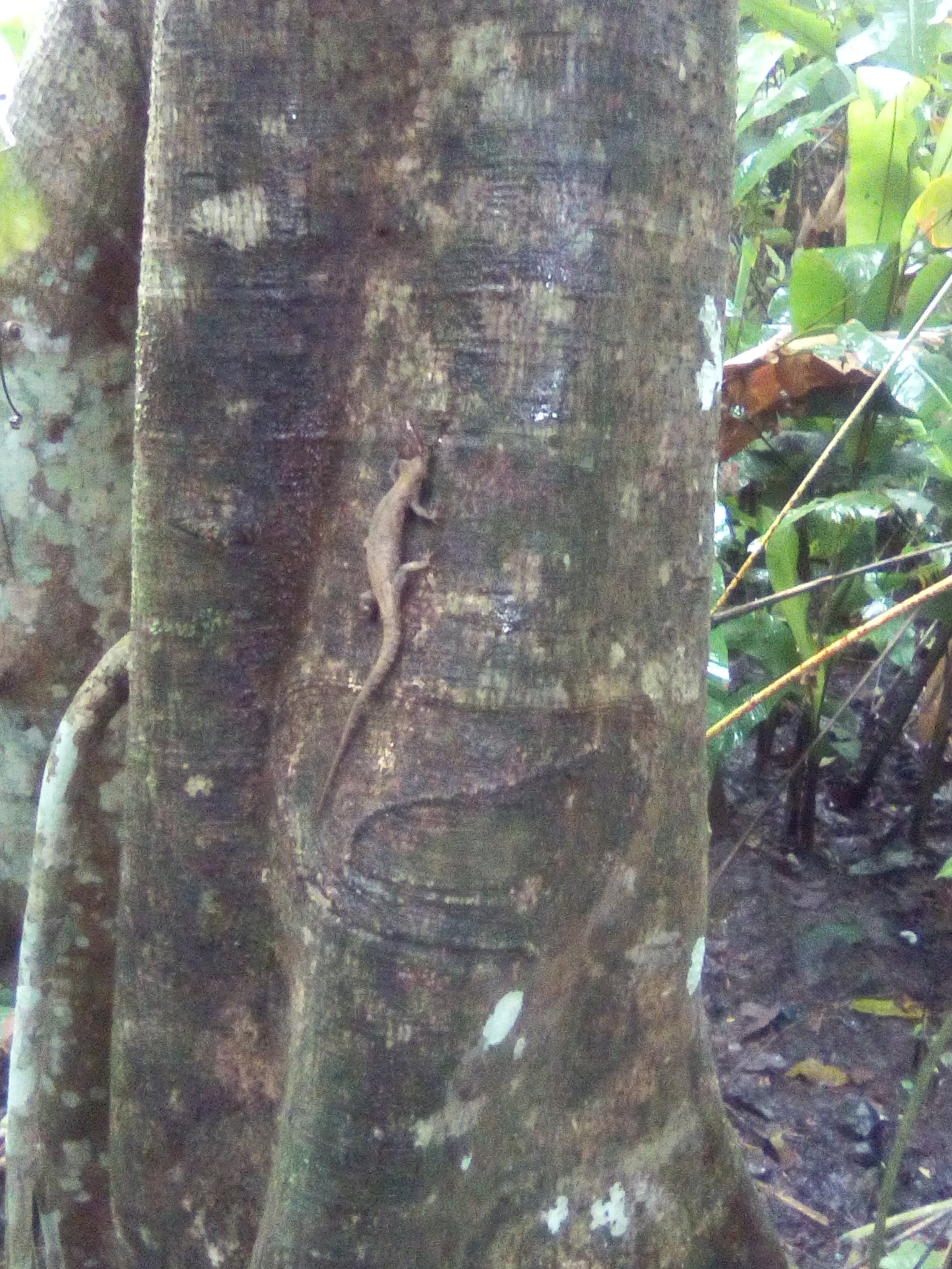 Lepidophyma reticulatum Taylor, 1955
