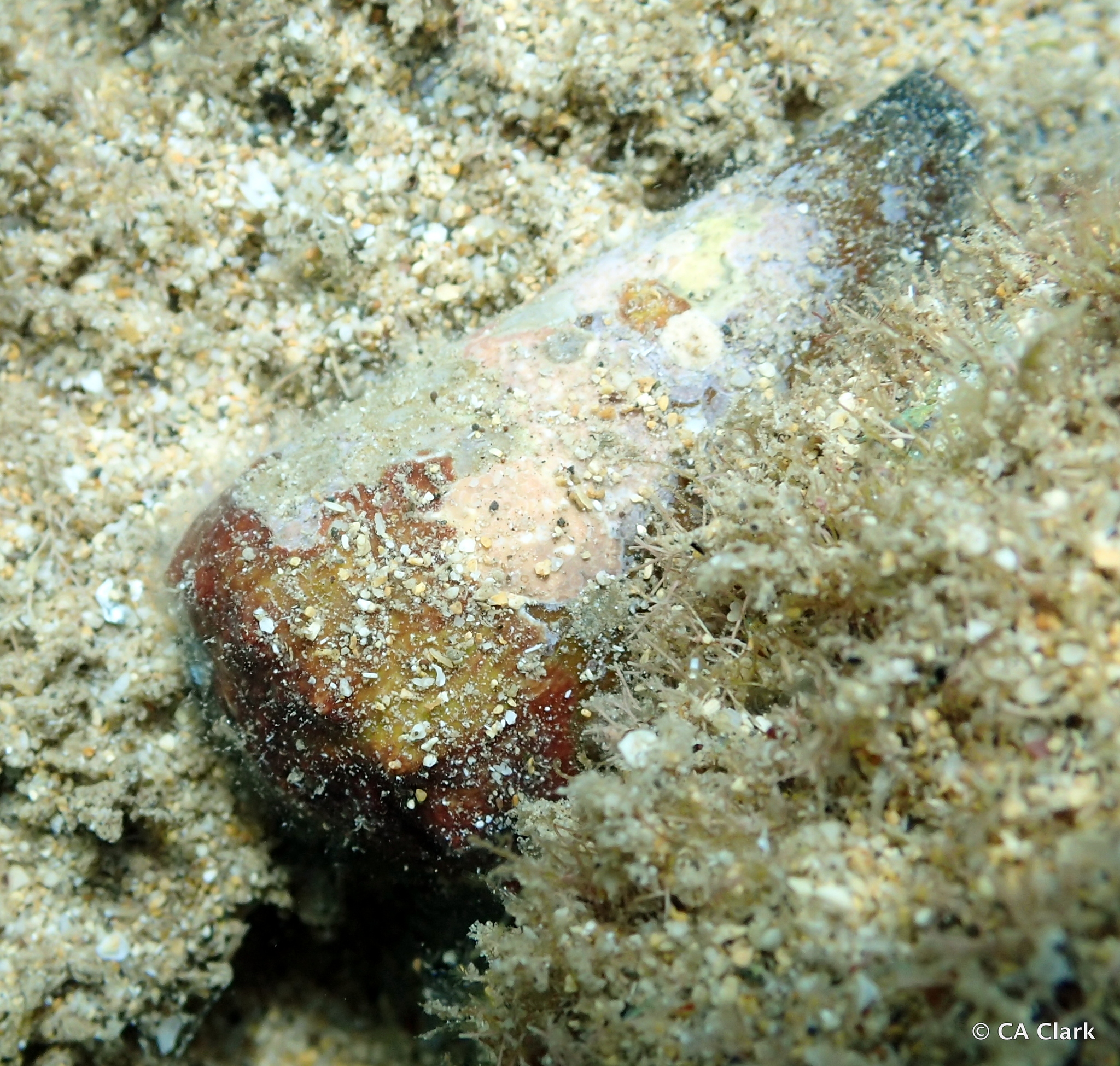 Conus moreleti Crosse, 1858