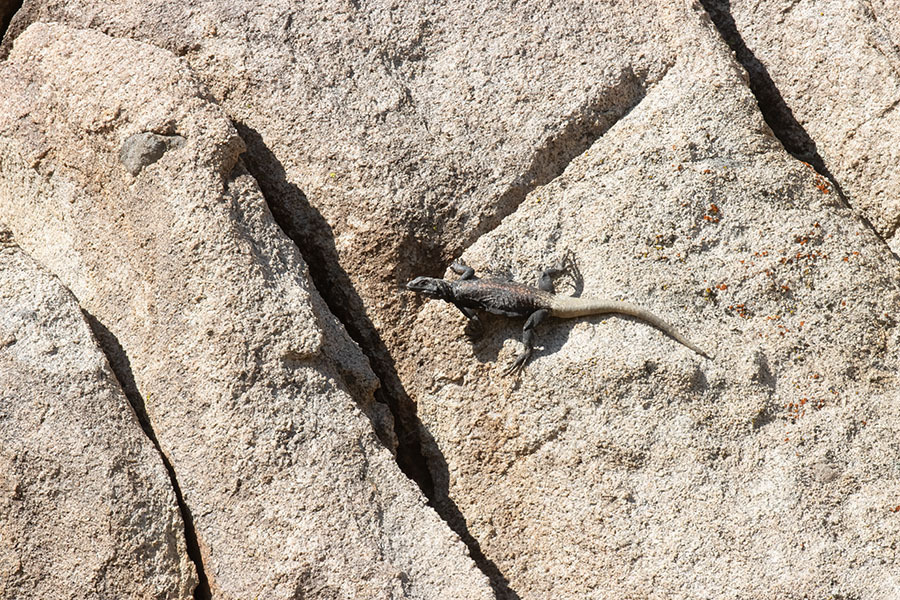 Common Chuckwalla from Hemingway area, Joshua Tree National Park ...