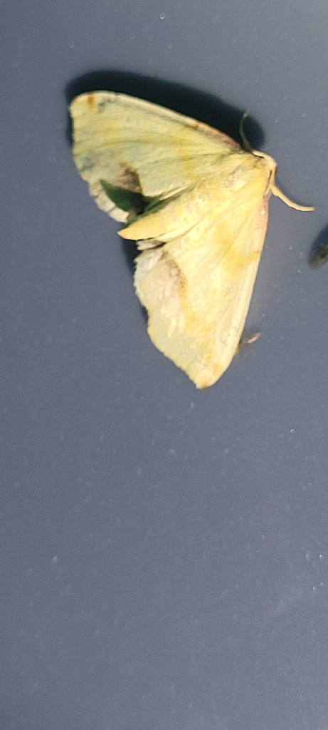 Lemon Plagodis Moth from Garrett County, MD, USA on June 10, 2023 at 10 ...