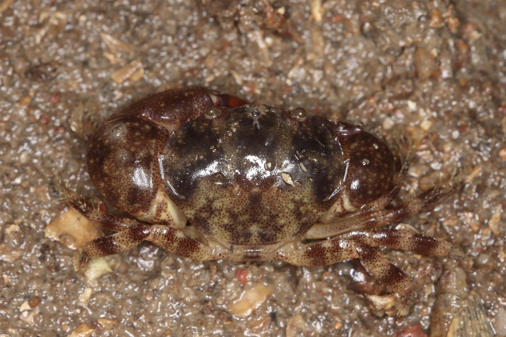 Sphaerozius nitidus from 厦门 on June 20, 2023 at 08:05 PM by ylem ...