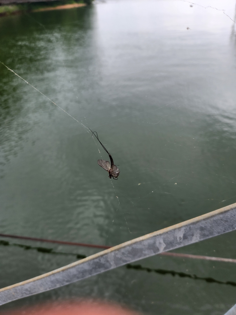 Mayflies from Calloway County, KY, USA on June 20, 2023 at 10:51 AM by ...