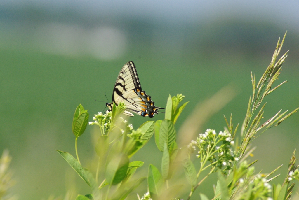 Eastern Tiger Swallowtail from Hayfield Township, MN 55940, USA on June ...