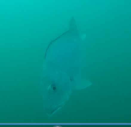 Northern Red Snapper (Lutjanus campechanus) - Marine Life Identification