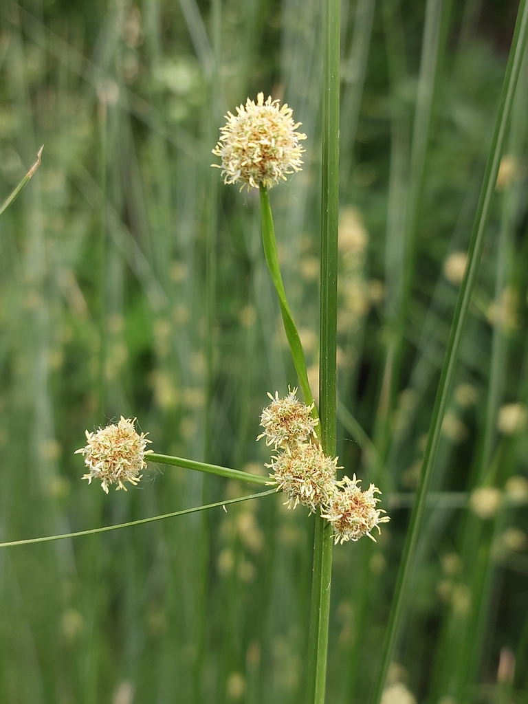 Round-headed Clubrush from Ravenna, Emilia-Romagna, IT on June 20, 2023 ...