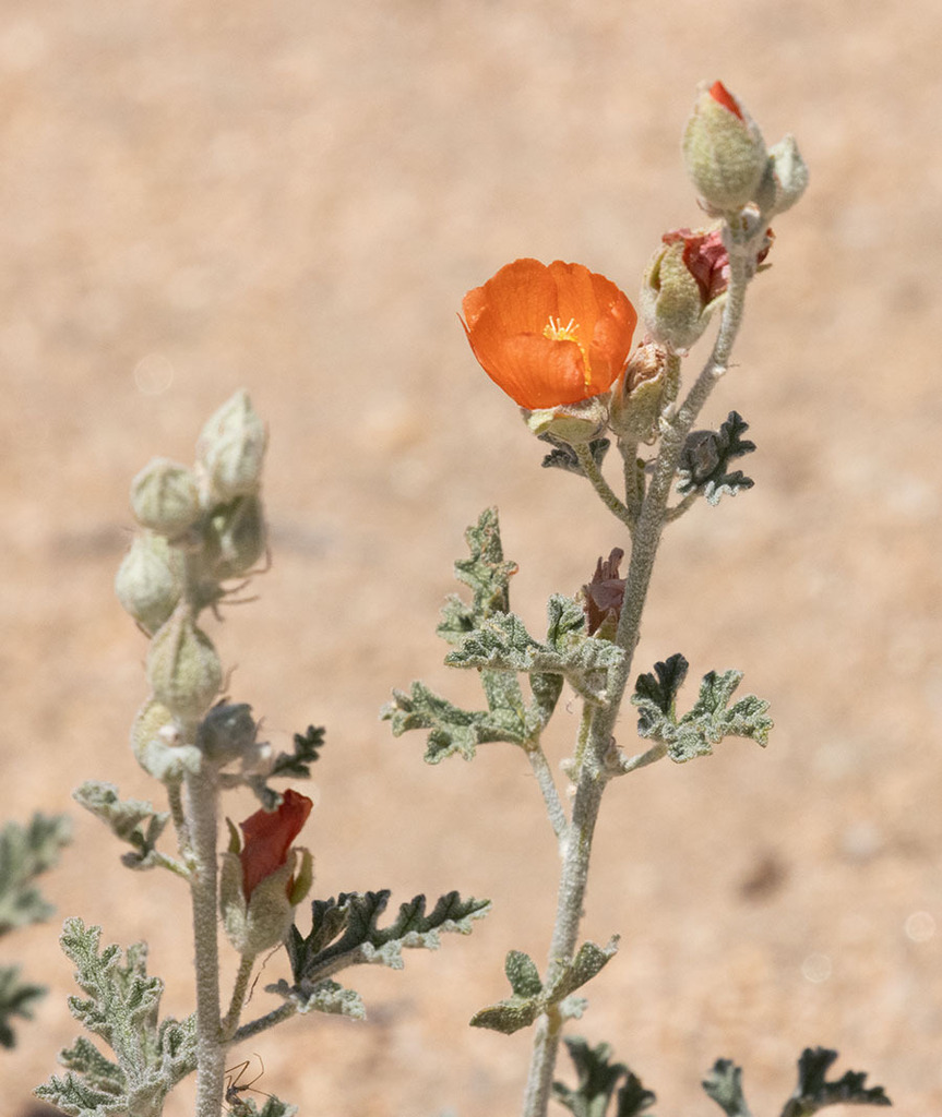 apricot mallow from Minerva Hoyt Trail, Joshua Tree National Park, CA ...
