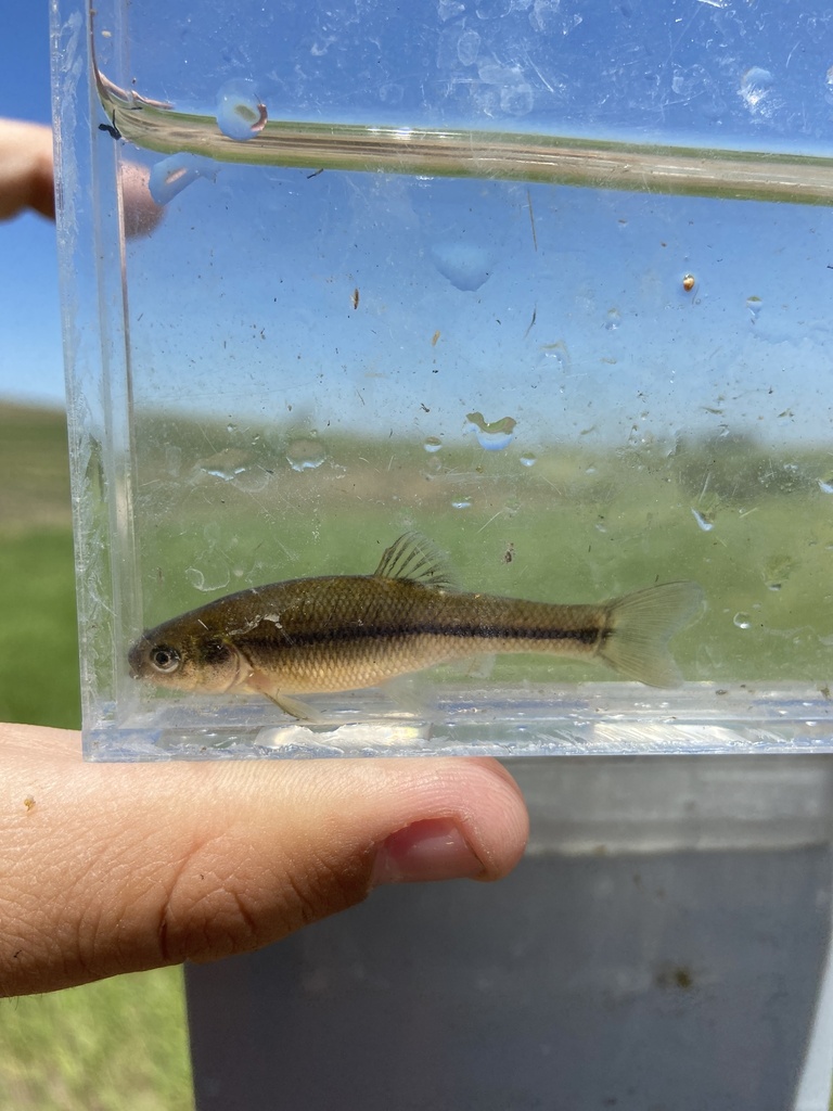 Fathead Minnow from SD-25, Veblen, SD, US on June 20, 2023 at 12:25 PM ...