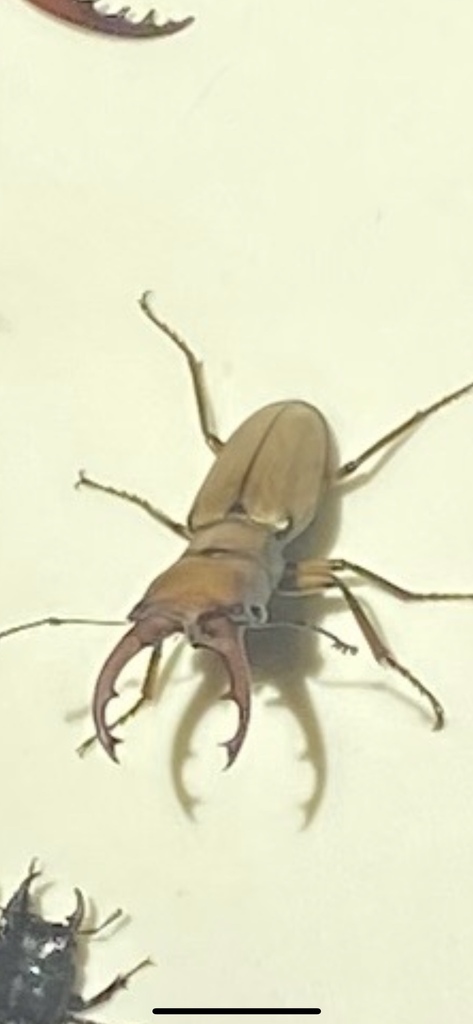 Cyclommatus Stag Beetles from 臺灣島, 鹿谷鄉, NAN, TW on June 21, 2023 at 01: ...