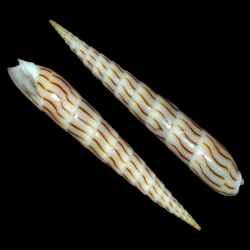 Hastula lanceata · iNaturalist Mexico