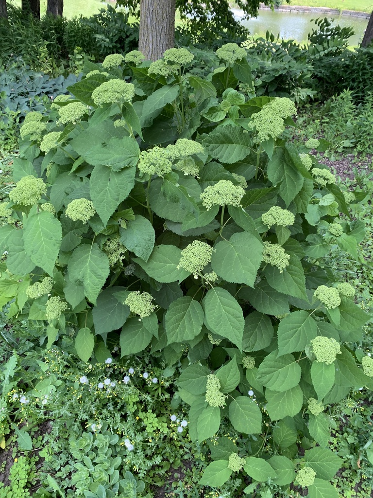flowering plants from Whirlpool Golf Course, Niagara Falls, ON, CA on ...