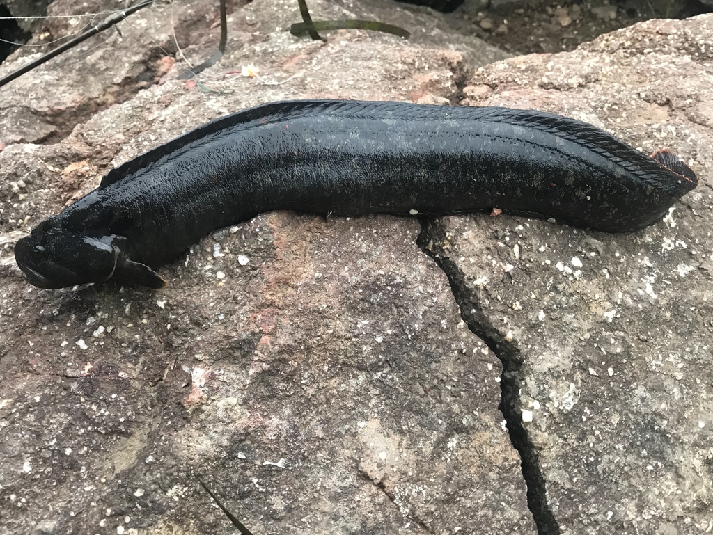 Monkey-faced Prickleback from 14914–14924 Oregon Coast Hwy, Rockaway ...