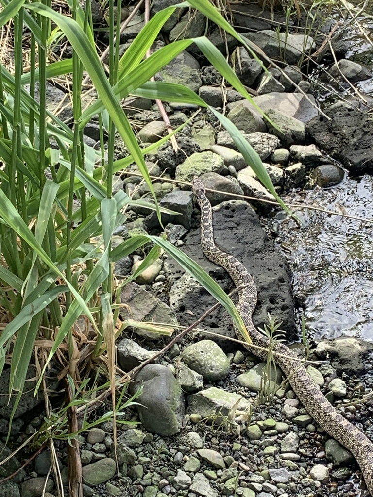 Gopher Snake from Snake River, Grand View, ID, US on May 24, 2023 at 03 ...