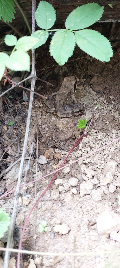 Greek frog from Librazhdit, AL-EB, AL on June 20, 2023 at 03:08 PM by ...