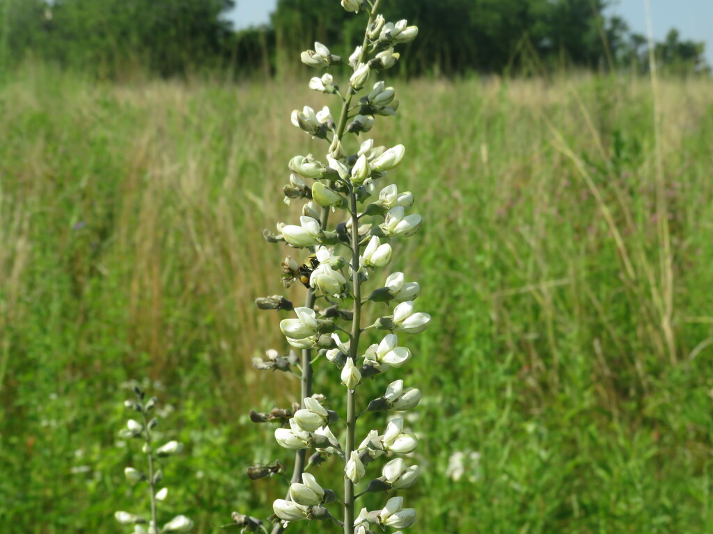 white wild indigo from Winnebago County, IL, USA on June 20, 2023 at 09 ...