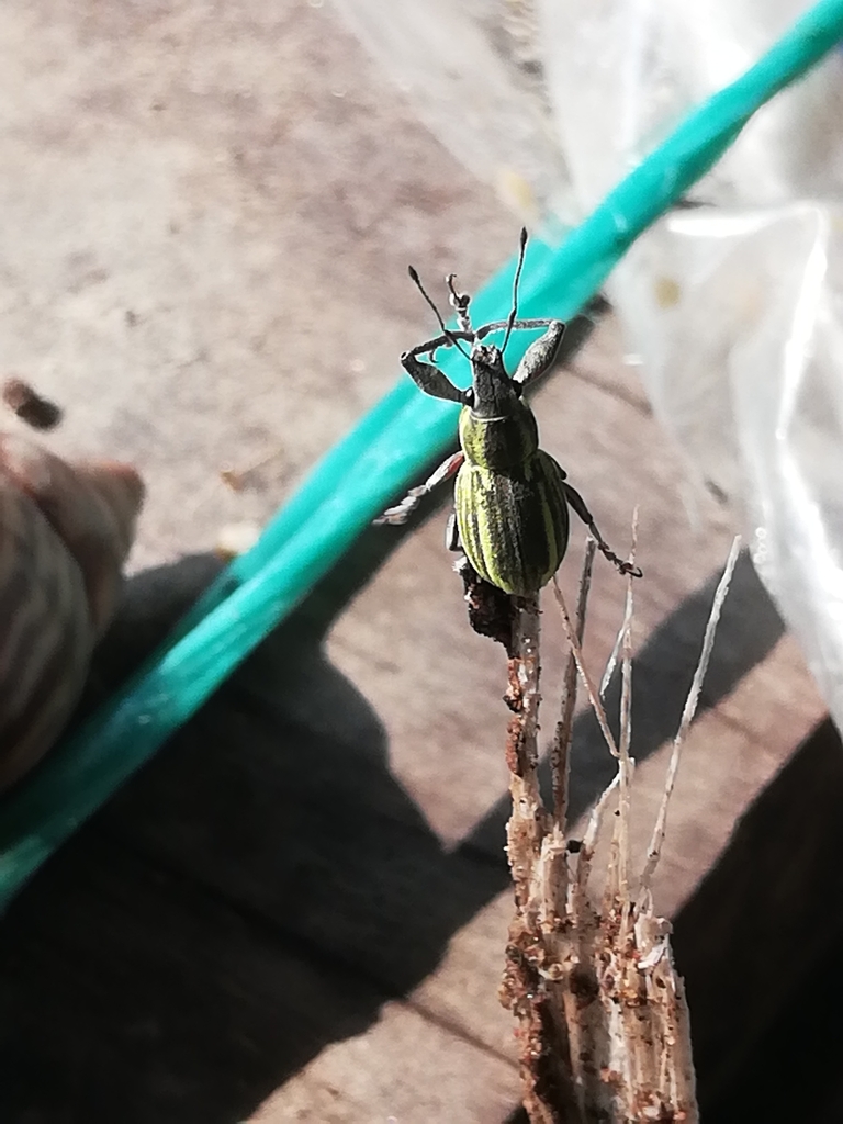 Pantomorus picipes from 70984 Oax., México on June 19, 2023 at 08:39 AM ...