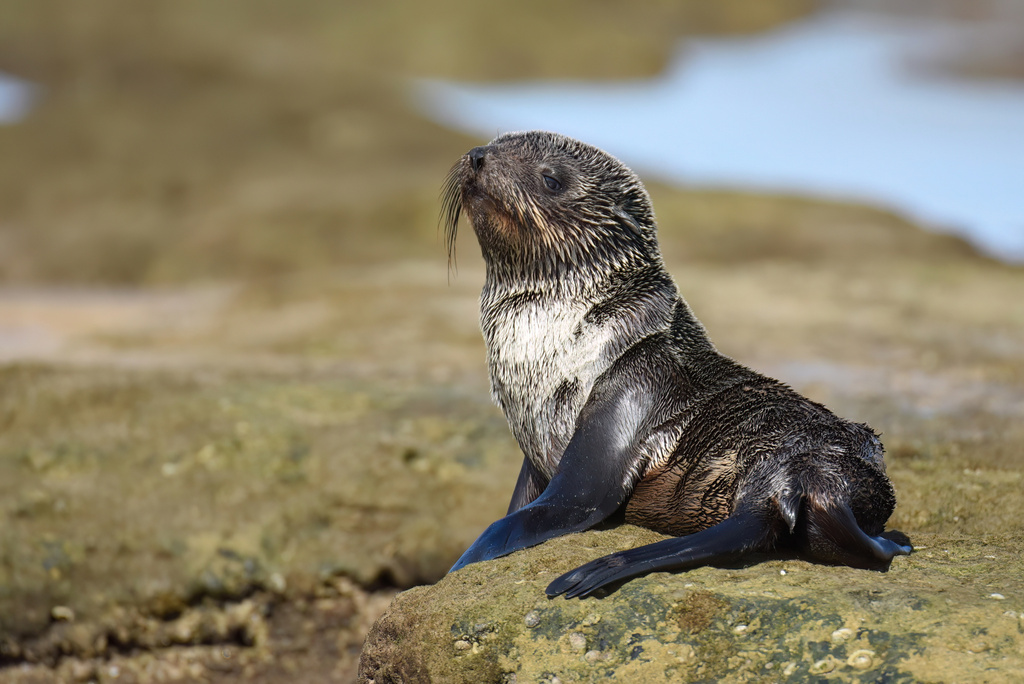 Brown Fur Seal (Arctocephalus pusillus) - Know Your Mammals