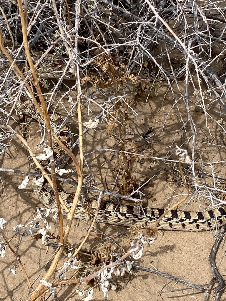 Gopher Snake from Petroglyph National Monument, Albuquerque, NM, US on ...