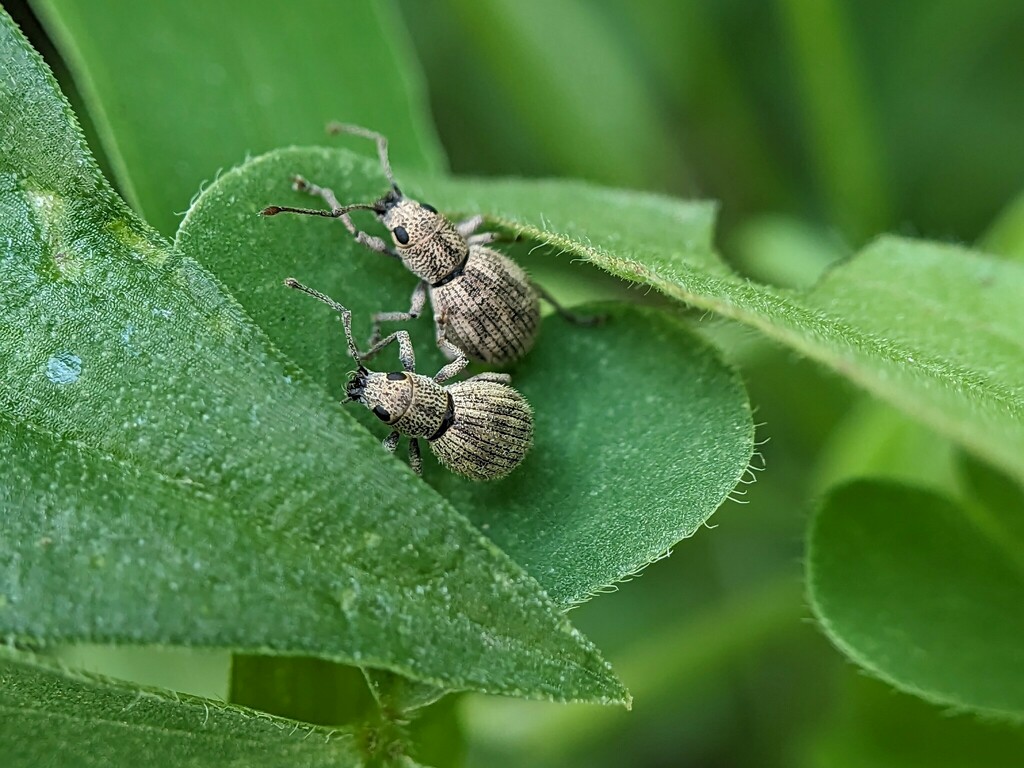 Imported Long-horned Weevil from South Central Omaha, Omaha, NE, USA on ...