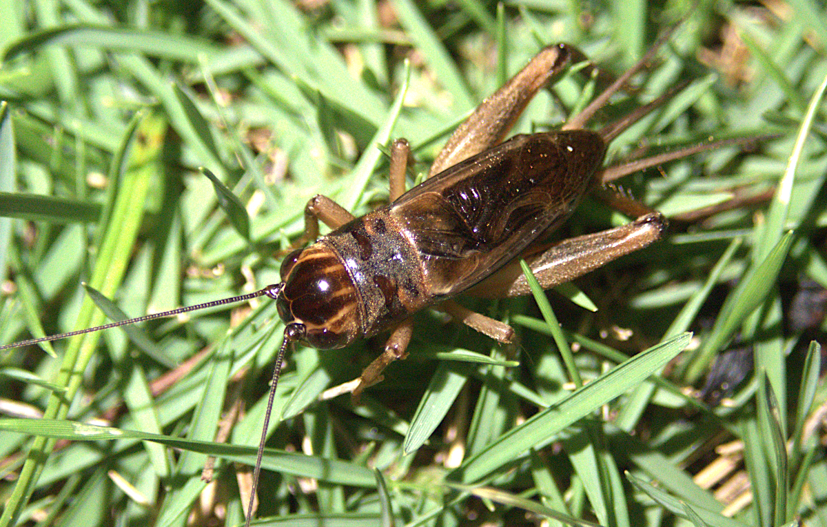 Teleogryllus oceanicus (Le Guillou, 1841)