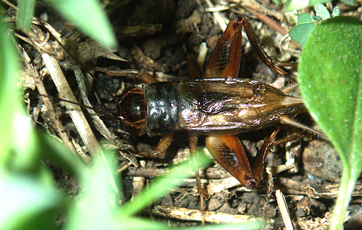 Teleogryllus oceanicus (Le Guillou, 1841)