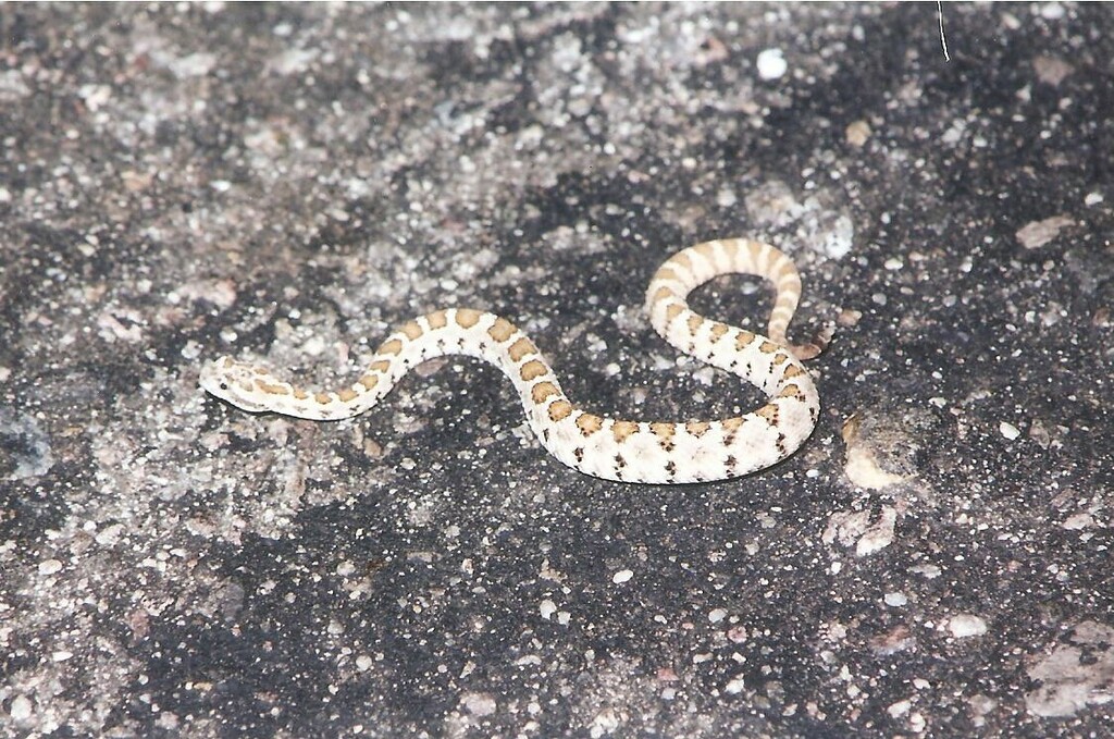 Lower California Rattlesnake from San Quintín, B.C., Mexico on June 15 ...