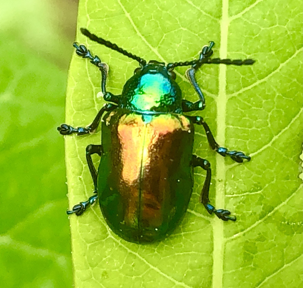 Dogbane Leaf Beetle from Bedford, MA, US on June 20, 2023 at 02:26 PM ...