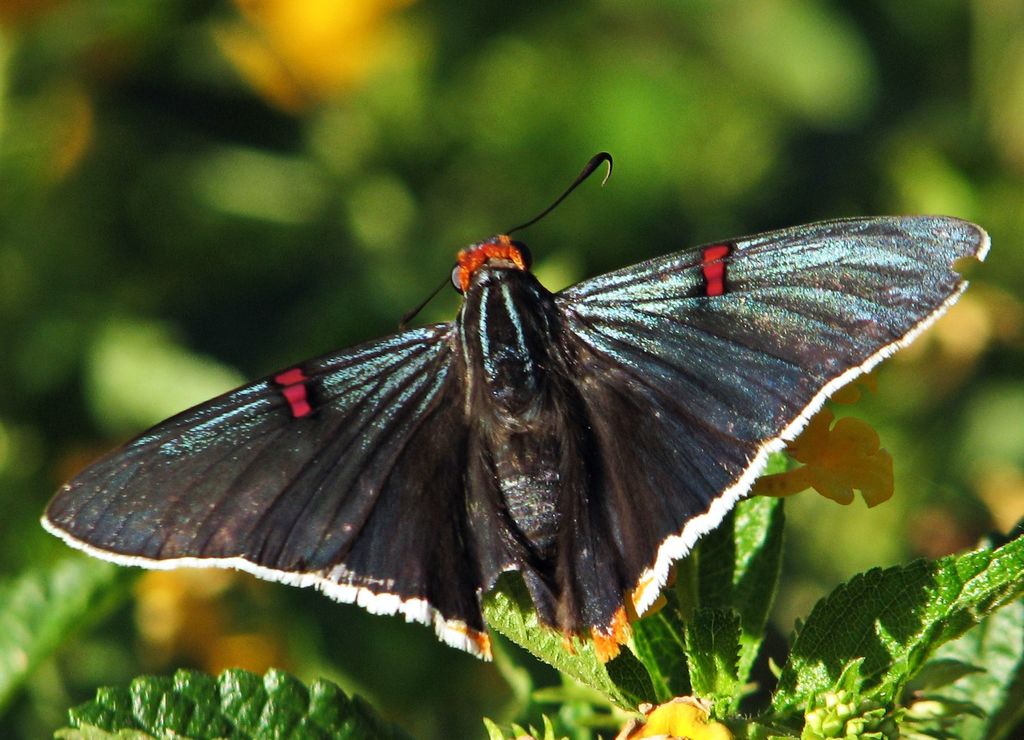Phocides polybius lilea (Guía de Lepidópteros de la Cabecera Municipal ...