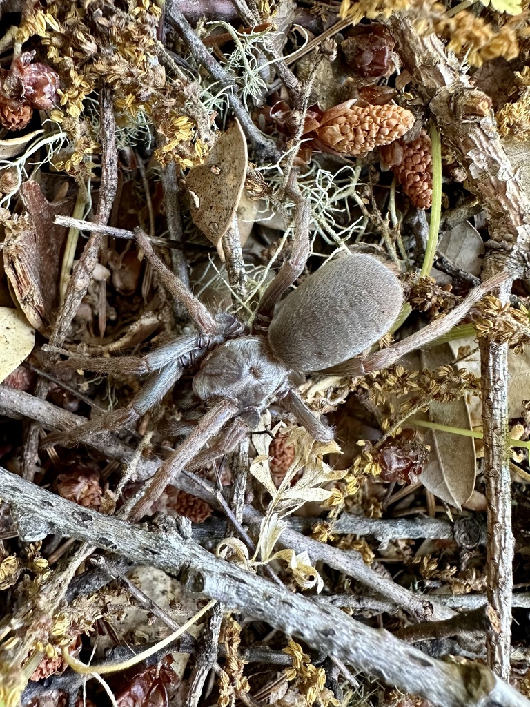 False Tarantula in June 2023 by wyattherp · iNaturalist