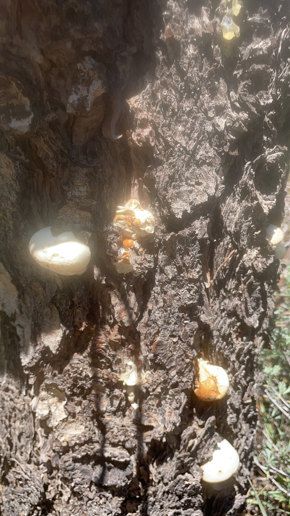 Veiled Polypore from Reno on June 20, 2023 at 12:45 PM by denisenv ...