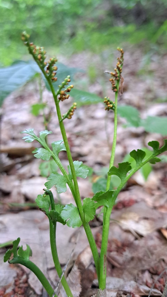 common moonwort from Kamianets District, Belarus on June 20, 2023 at 04 ...