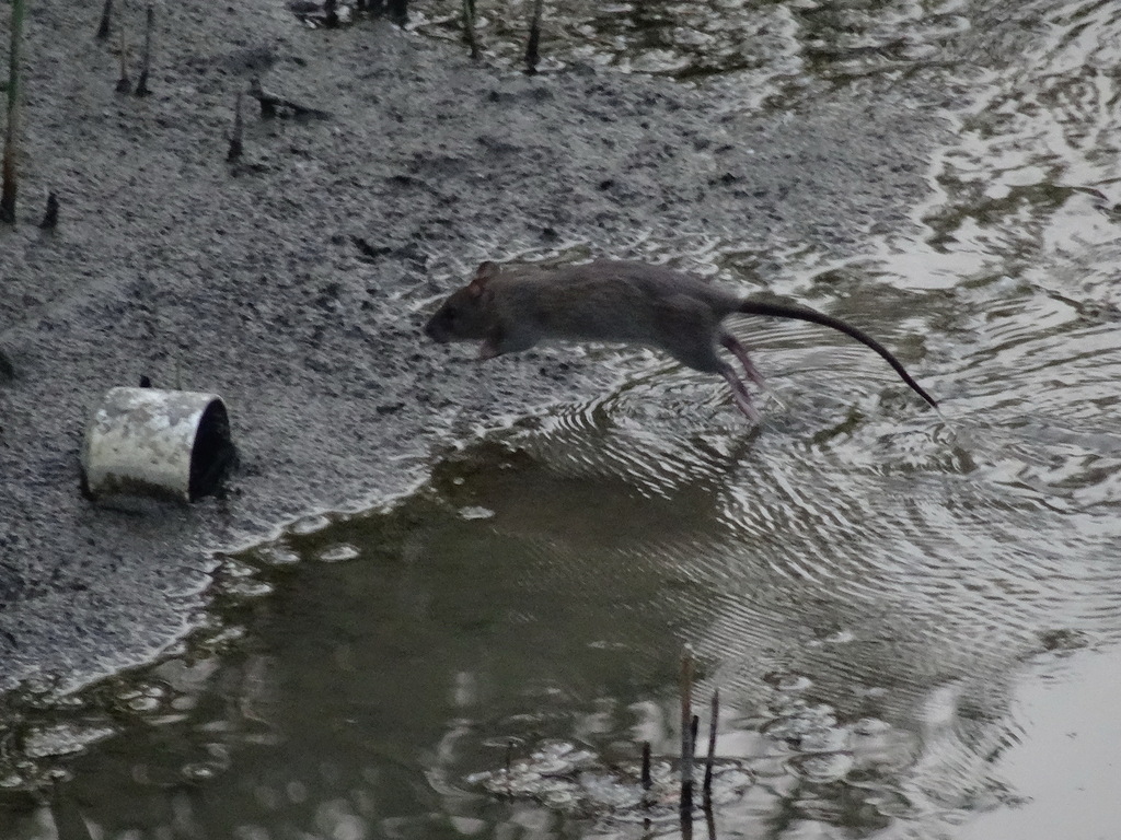 Brown Rat from Krasnoselsky District, St Petersburg, Russia on June 20 ...