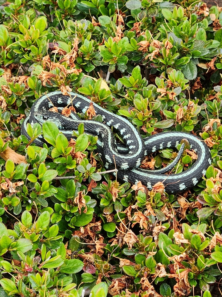 Red-spotted Garter Snake in June 2023 by birdcurious · iNaturalist