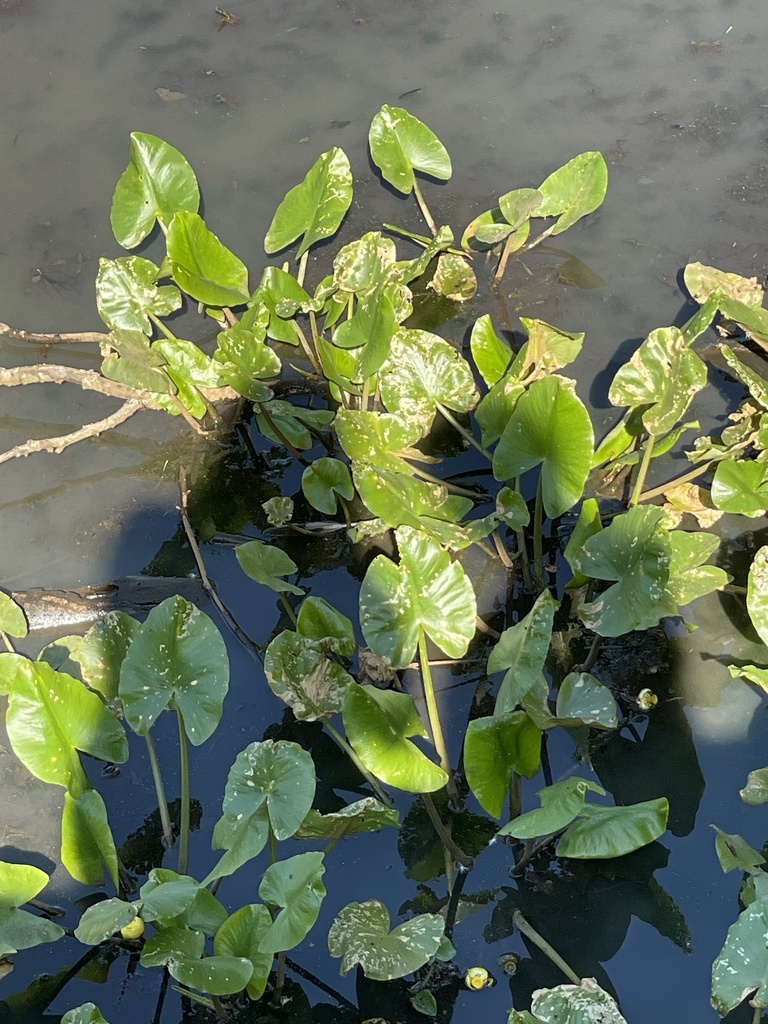 spatterdock from Woodward Pond, Bowie, MD, US on May 25, 2023 at 04:42 ...