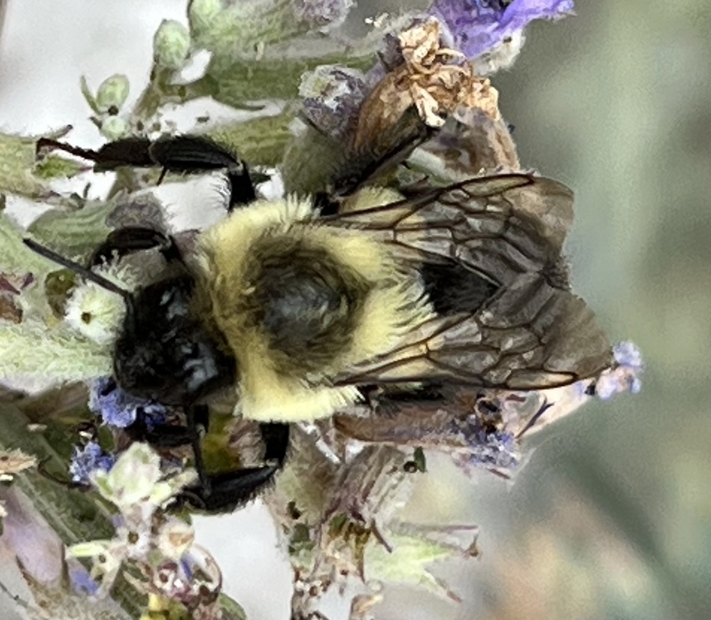 Common Eastern Bumble Bee from The Maryland Zoo, Baltimore, MD, US on ...