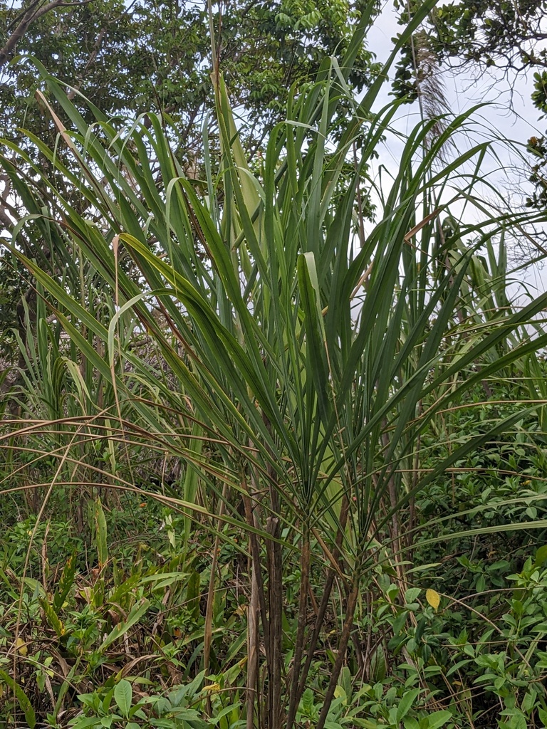 Gynerium sagittatum from Upper Takutu-Upper Essequibo, Guyana on May 10 ...