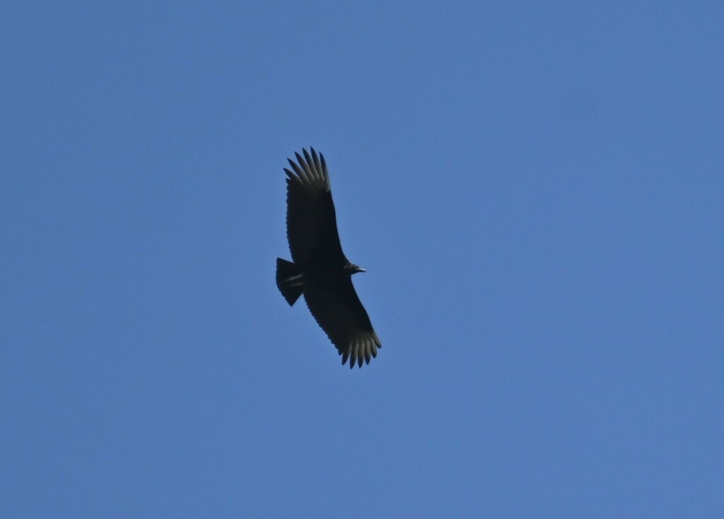 Black Vulture from Jim Wells County, TX, USA on June 20, 2023 at 12:10 ...