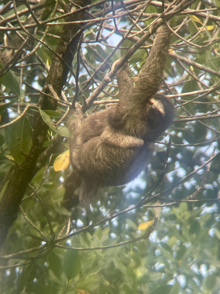 Pygmy Three-toed Sloth in June 2023 by chebeluto · iNaturalist