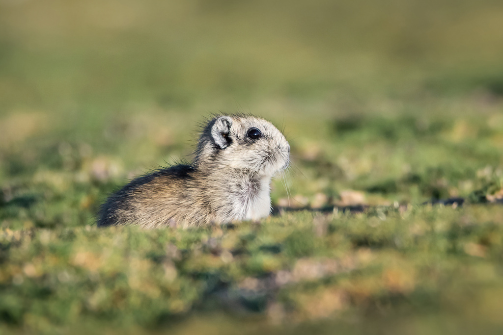 Andean Mountain Cavy from Tamarugal, Tarapacá, Chile on February 13 ...