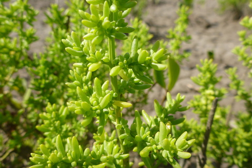 Batis argillicola · iNaturalist