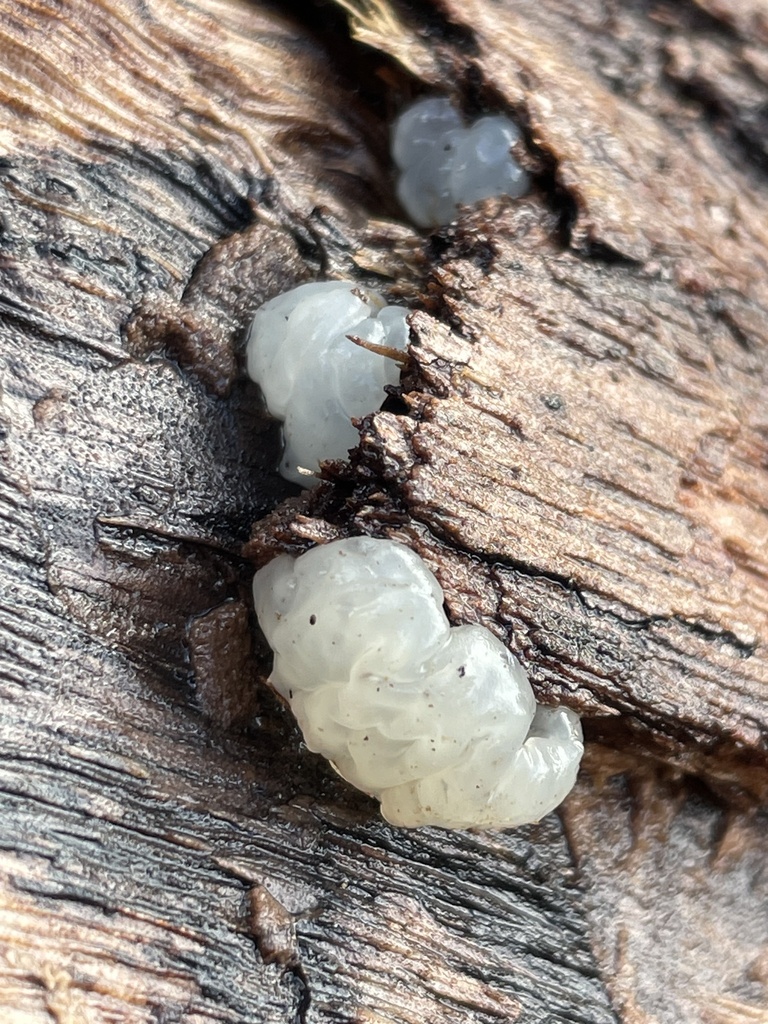 Higher Basidiomycetes from Milton Pl, Lake Coogee, WA, AU on June 20 ...