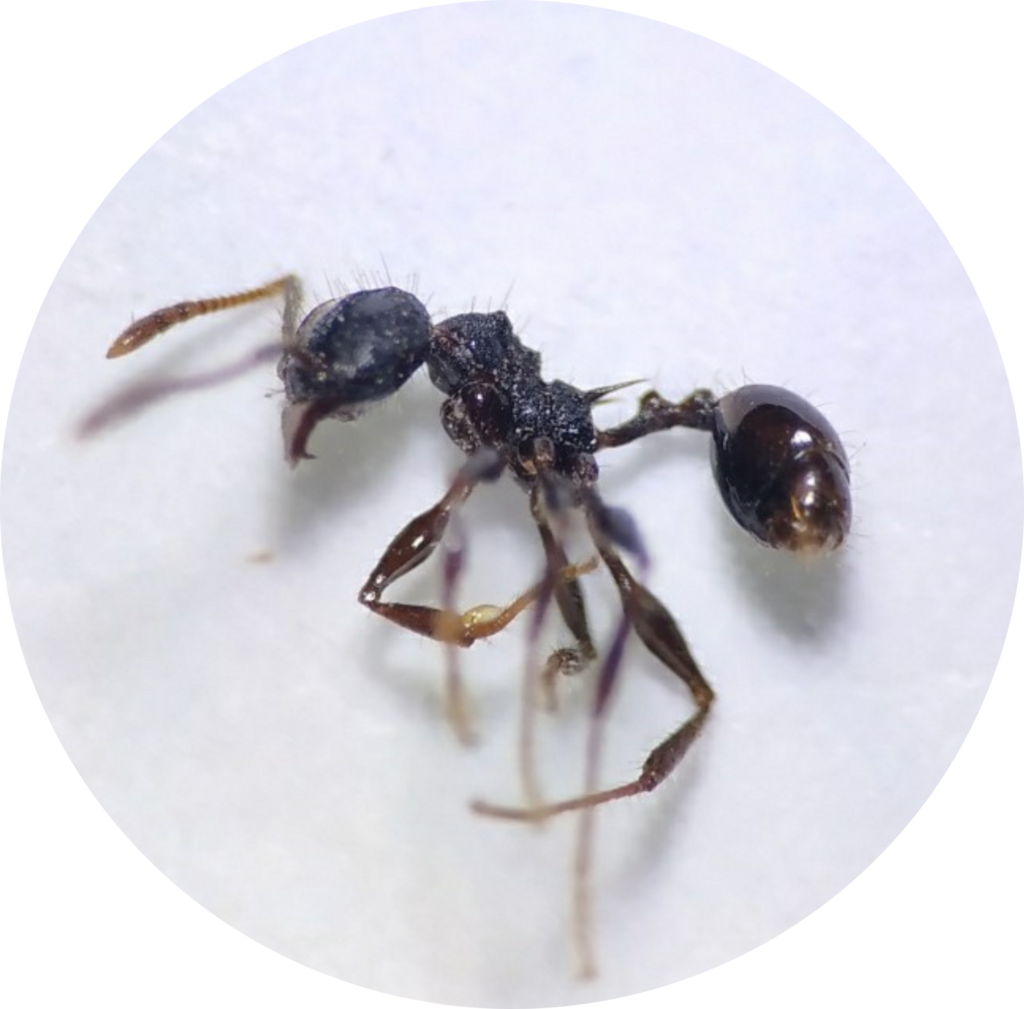 Pheidole bufo from 8JG3+732, Orellana, Ecuador on September 1, 2017 at ...