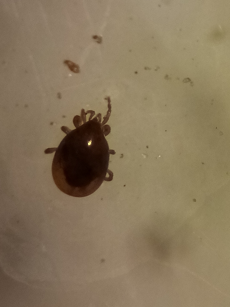 Mites and Ticks from Duvauchelle, New Zealand on March 17, 2023 by ...