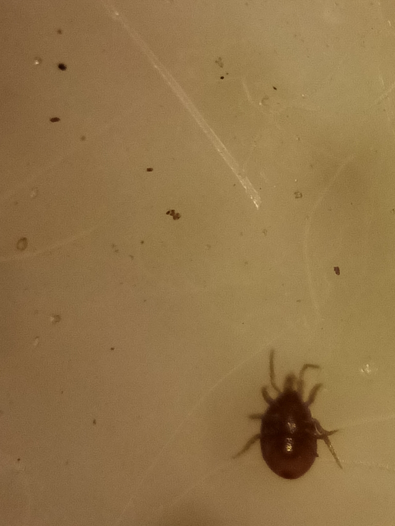 Mites and Ticks from Duvauchelle, New Zealand on March 17, 2023 by ...