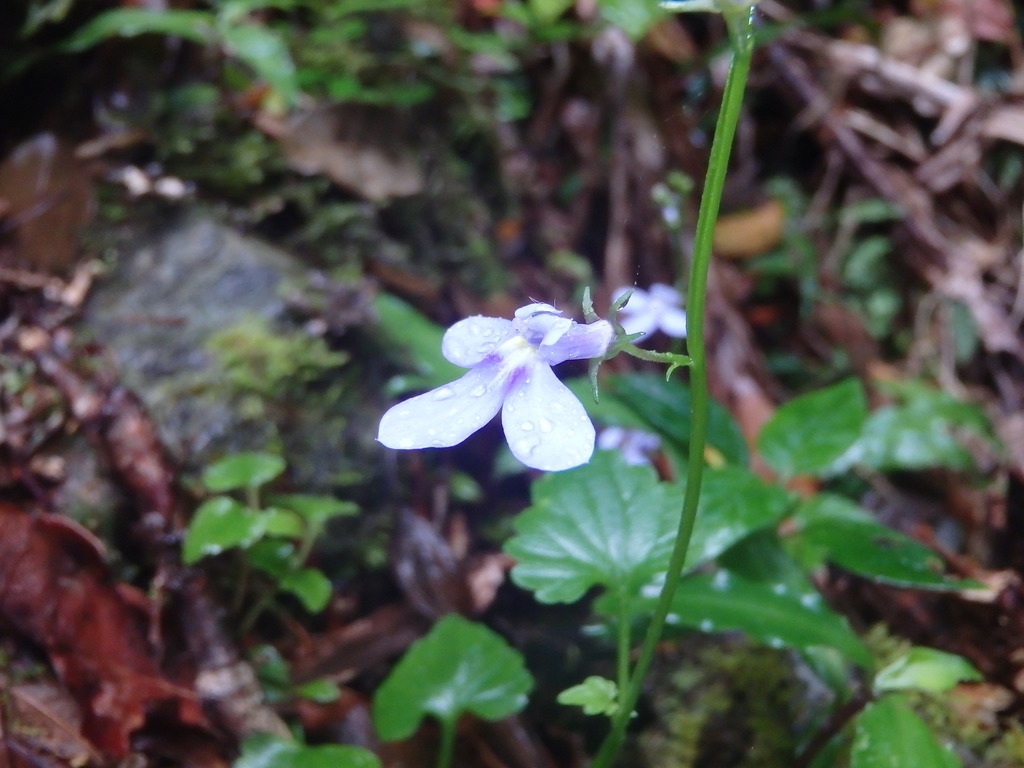 forest lobelia from Gleniffer NSW 2454, Australia on December 16, 2018 ...