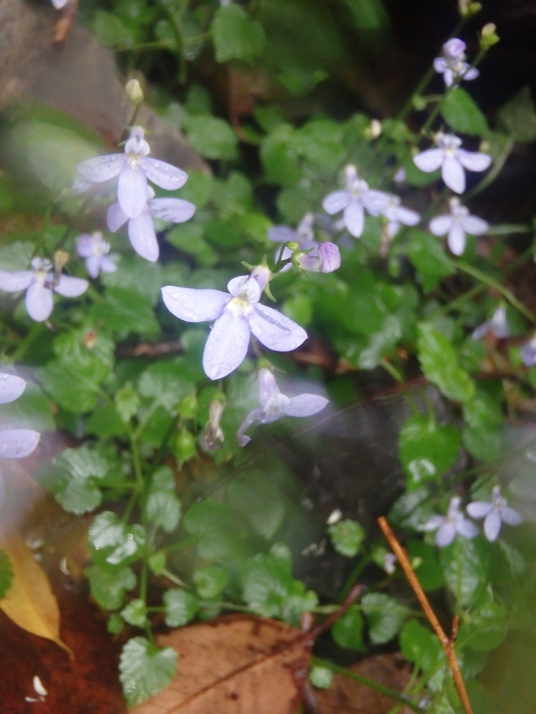 forest lobelia from Never Never NSW 2453, Australia on December 16 ...