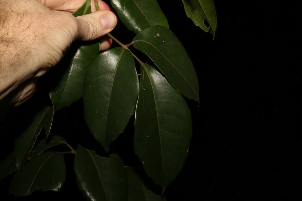 Native Grape from Carina Heights, Queensland, Australia on June 20 ...